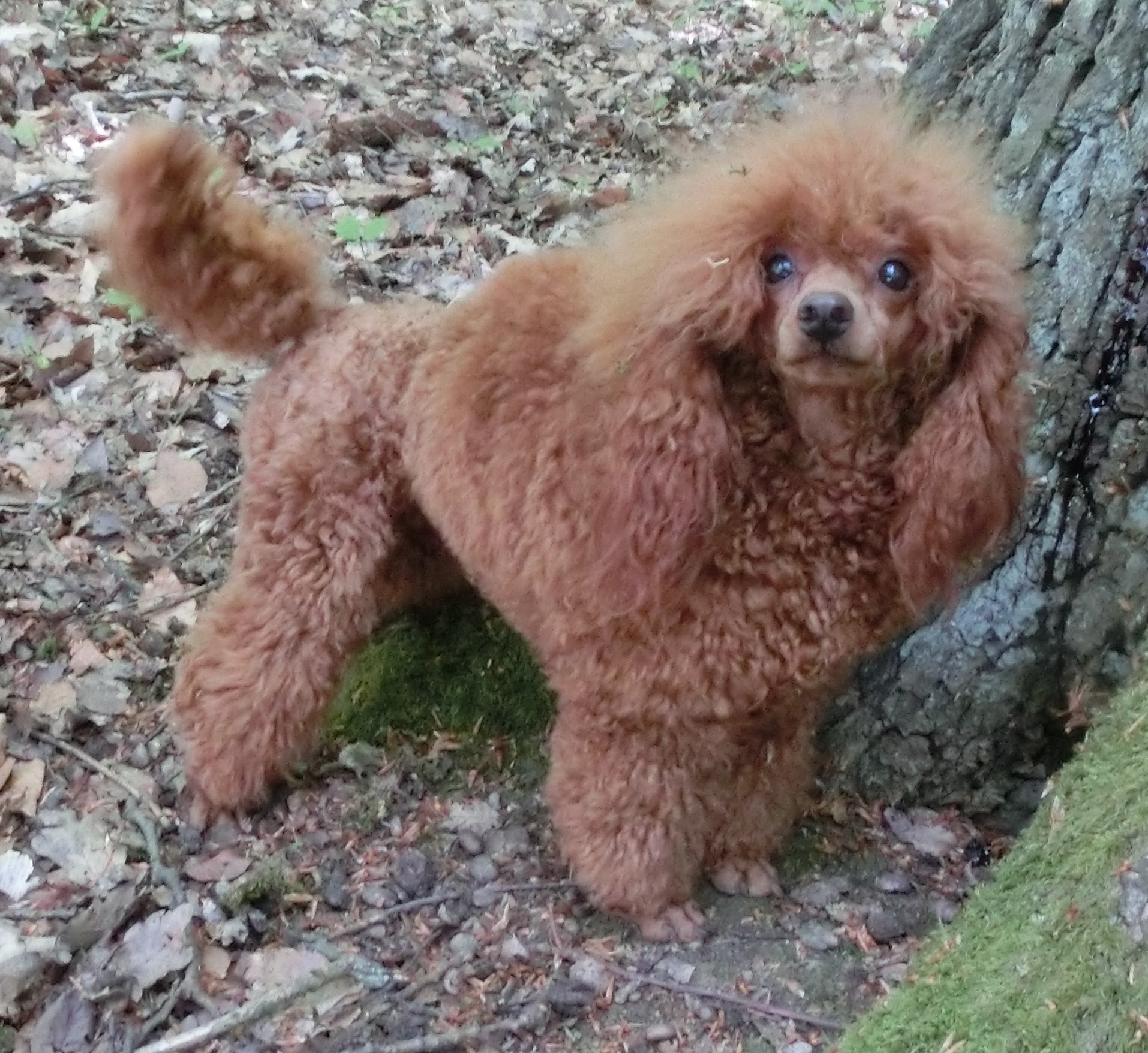 Pudelzucht von Targossa - Unsere Pudel